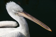 La palabra del día "pico" | SpanishDictionary.com Answers