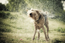 La Palabra Del Dia: "sacudir" | SpanishDictionary.com Answers